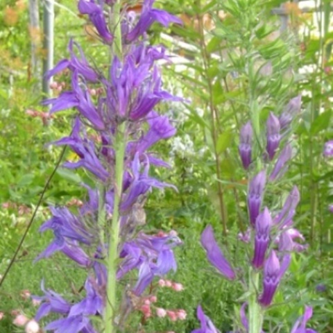 Lobelia Siphilitica Blue Select