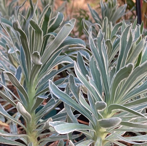 Euphorbia Glacier Blue